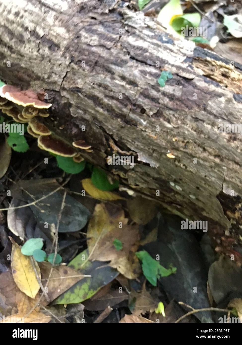 bracket fungi (Polyporaceae), Fungi, Rosario, Santa Fe, Argentina Stock ...