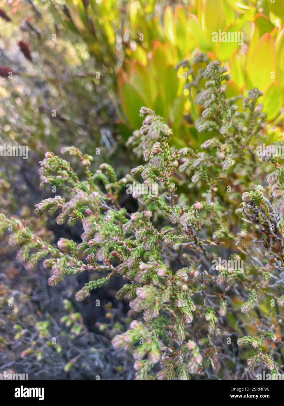 Heaths (Erica), Plantae, Helderberg Rural, Sir Lowry's Pass, 7135 ...