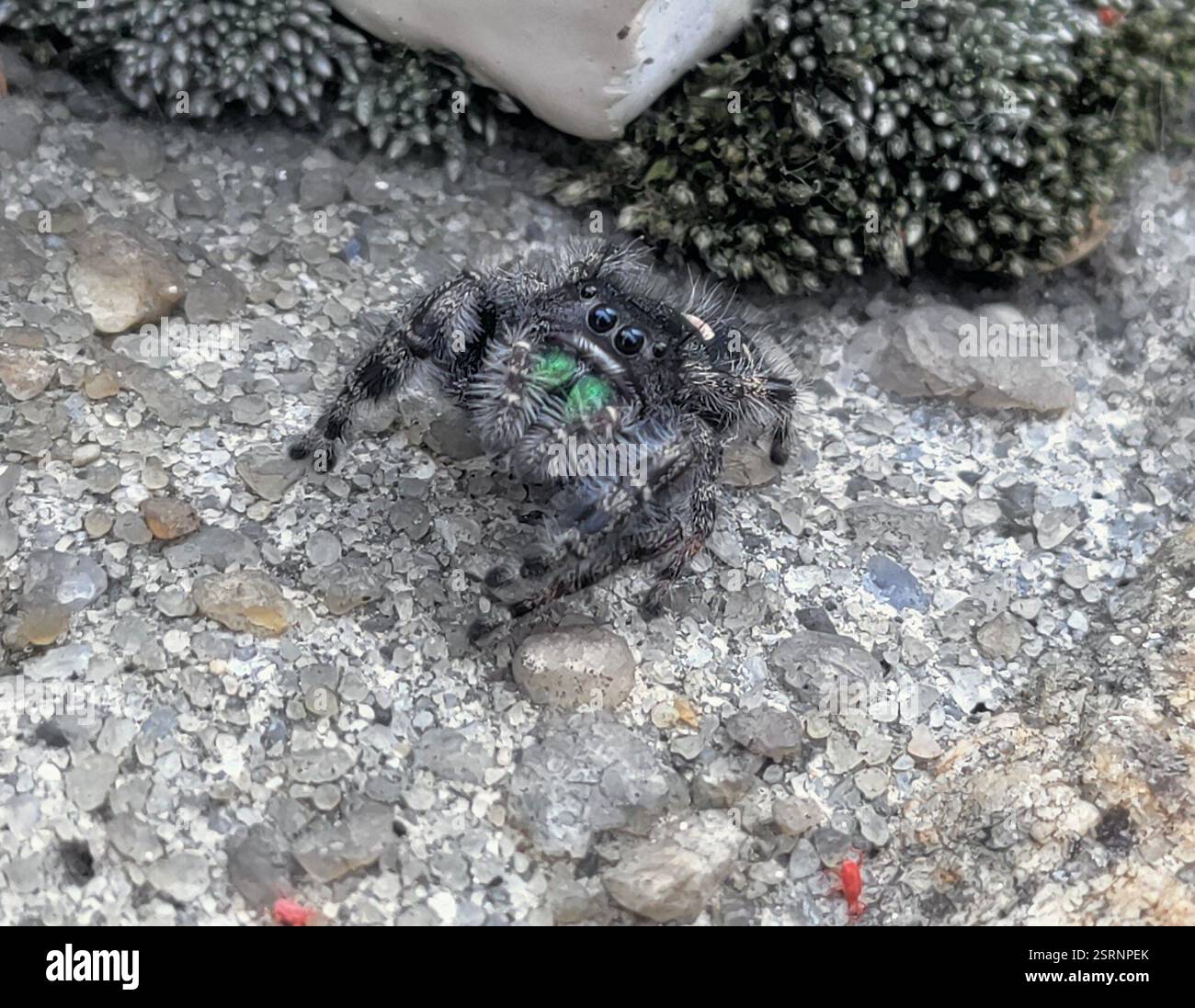 Bold Jumping Spider (Phidippus audax), Arachnida, Fairmount ...