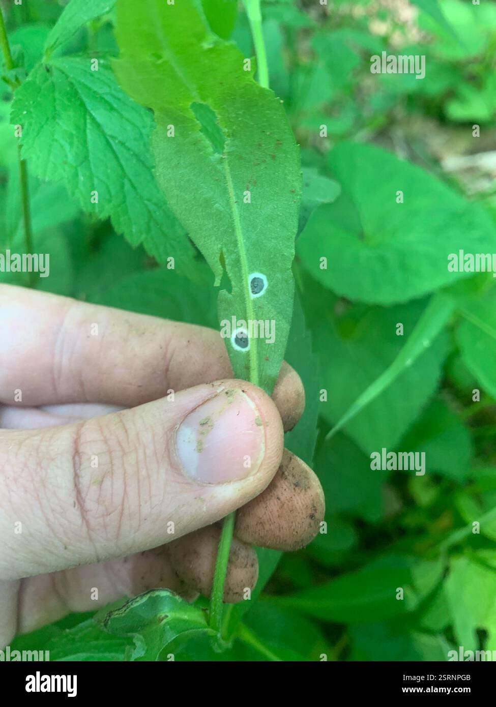 Asteromyia Gall Midge Fungus (Botryosphaeria dothidea), Fungi, The ...