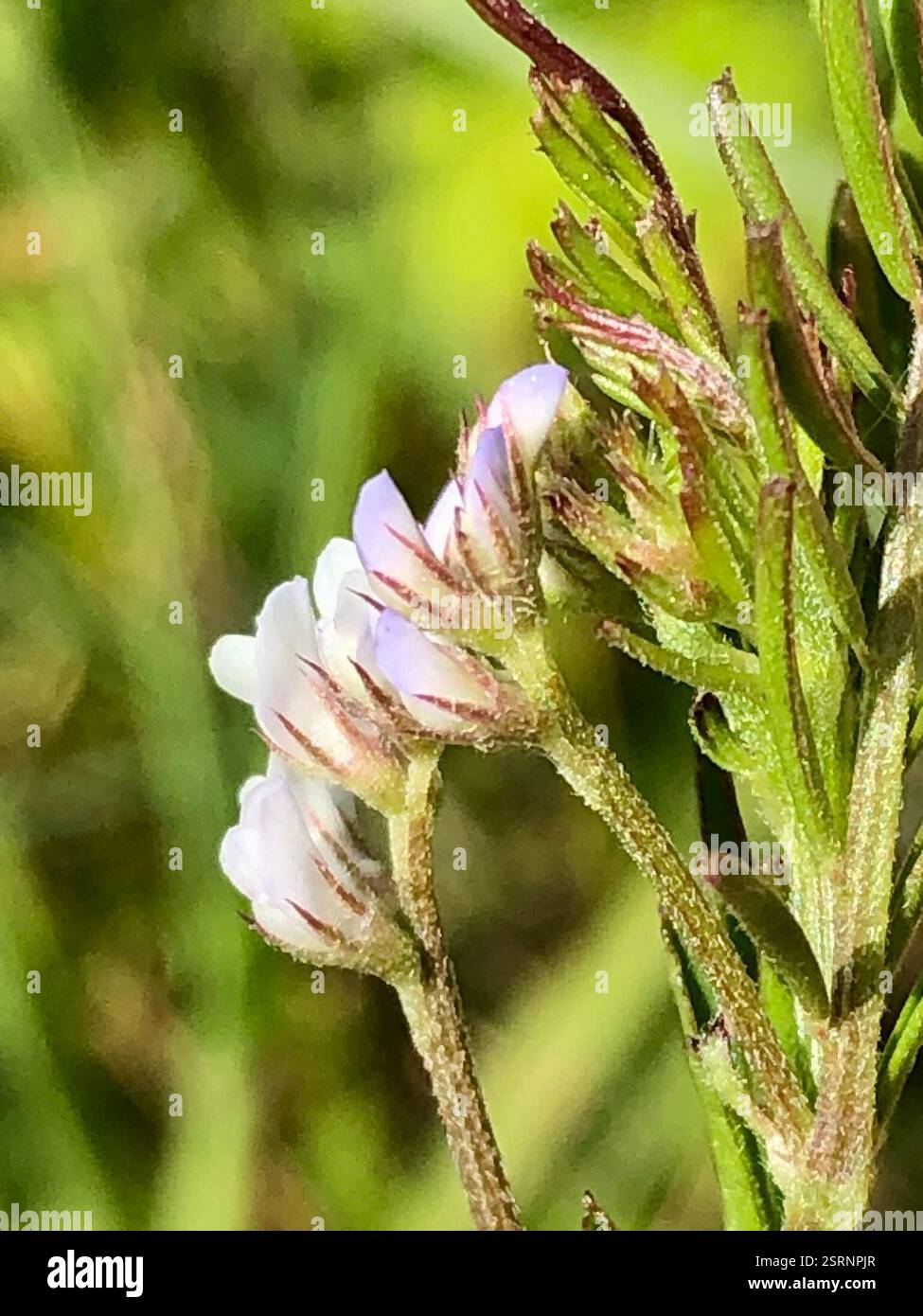 Hairy tare (Vicia hirsuta), Plantae, Sully and Lavernock Community ...
