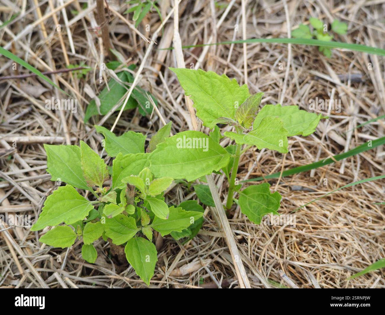 Siam weed (Chromolaena odorata), Plantae, 台灣苗栗縣 Stock Photo - Alamy