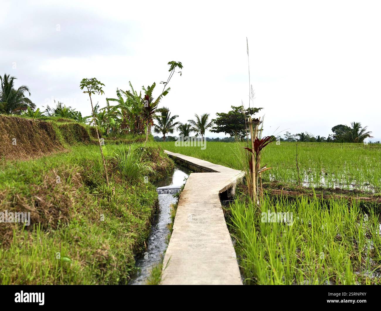 Peaceful rice fields with a small irrigation canal and a concrete ...