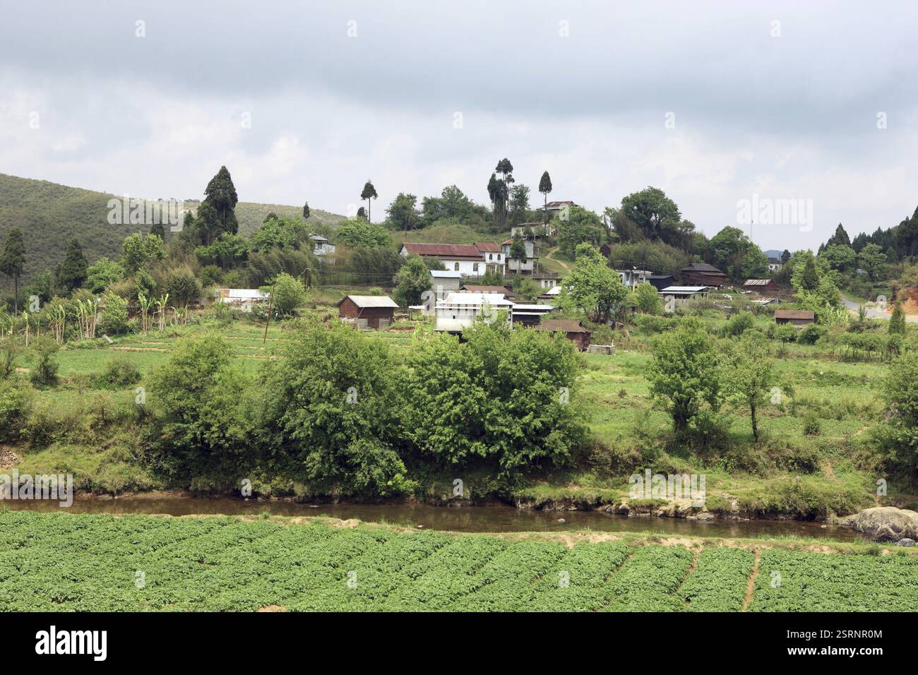 Potato field in shillong, Meghalaya, India, Asia Stock Photo - Alamy