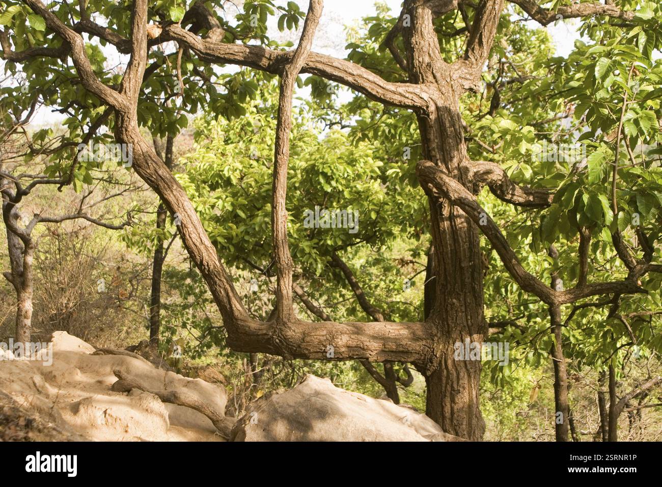 Tree branch in vertical shape in Pachmarhi forest, Madhya Pradesh ...
