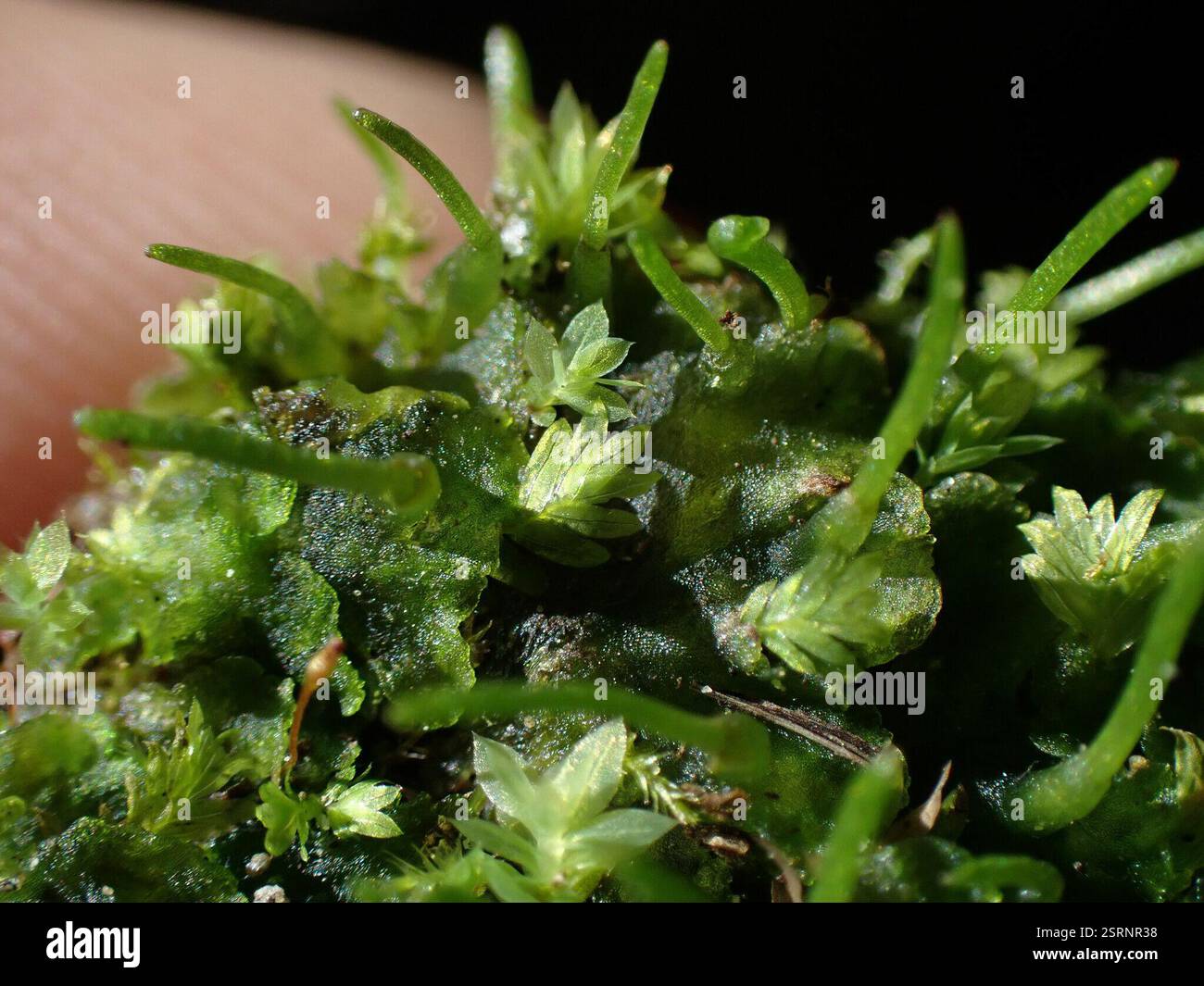 Pearson's phaeoceros (Paraphymatoceros pearsonii), Plantae, Capital, BC ...