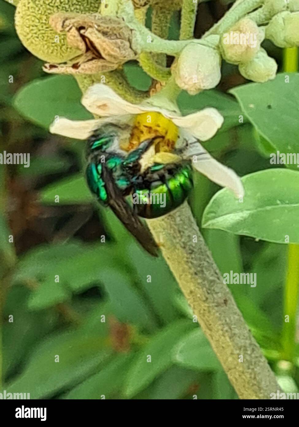 Euglossini bees hi-res stock photography and images - Alamy