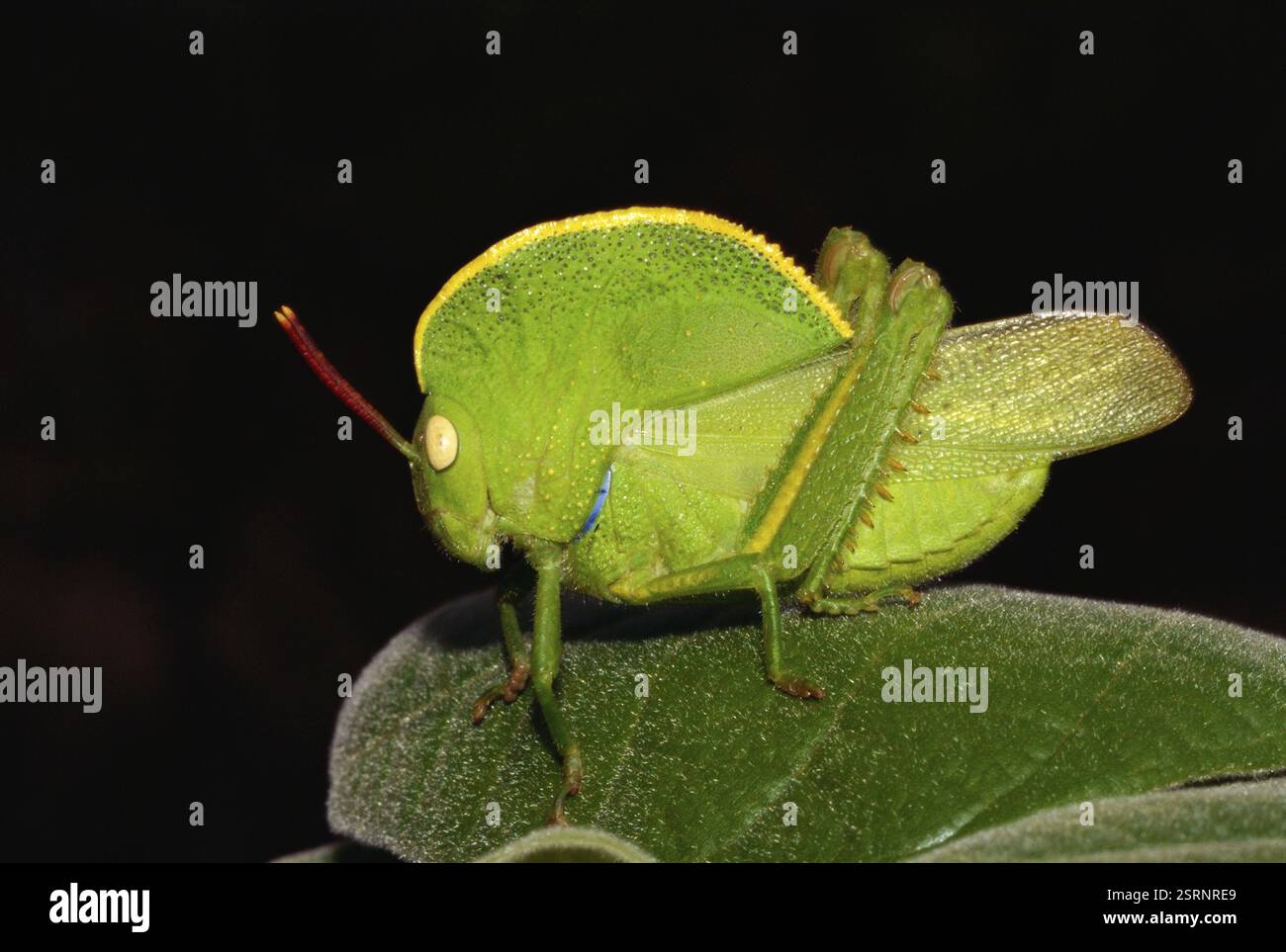 Indian hooded leaf hi-res stock photography and images - Alamy