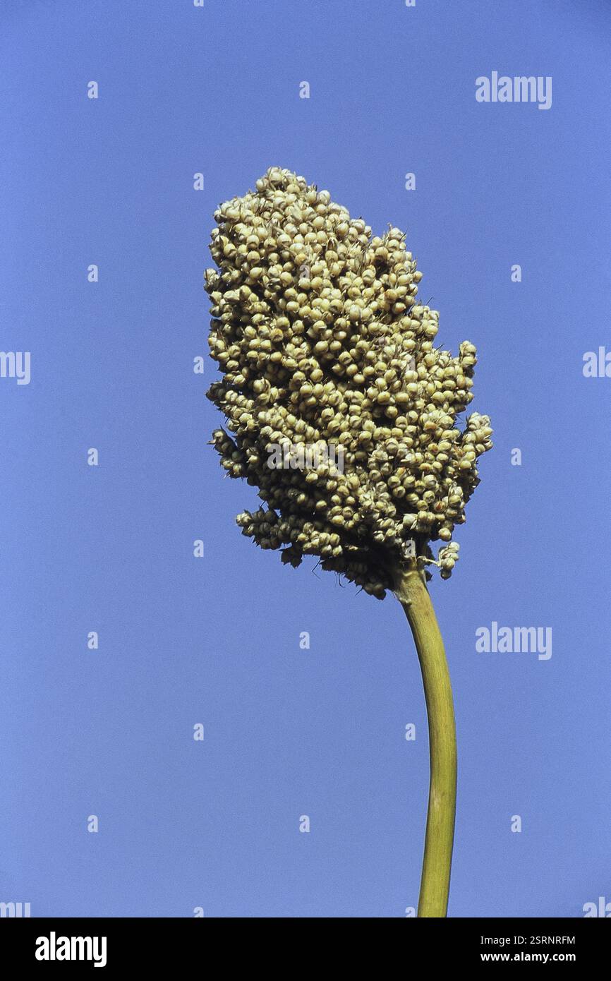 Jawar crop full of grains, Theur, District Pune, Maharashtra, India ...