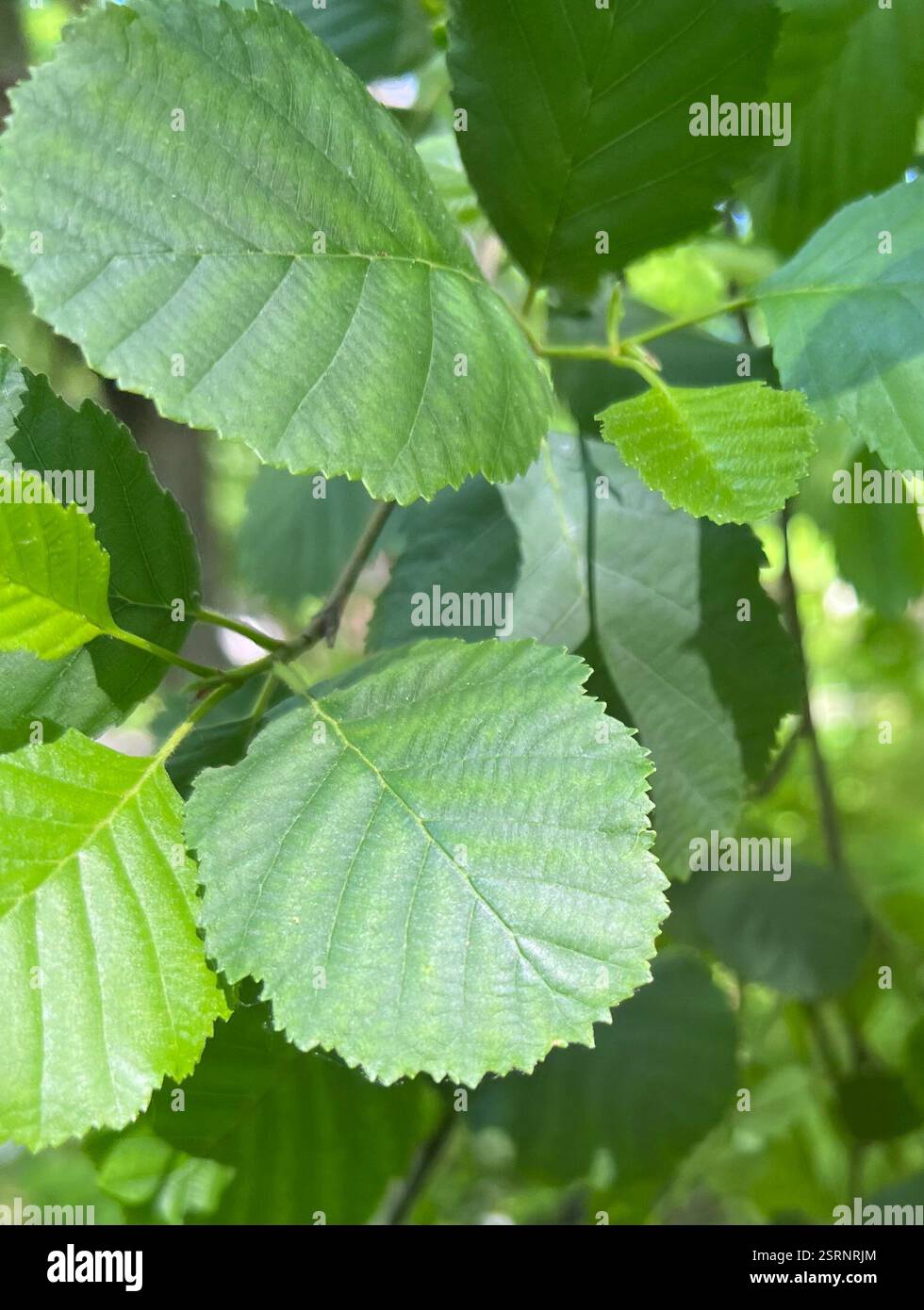 smooth alder (Alnus serrulata), Plantae, Quiet Waters Park, Annapolis ...