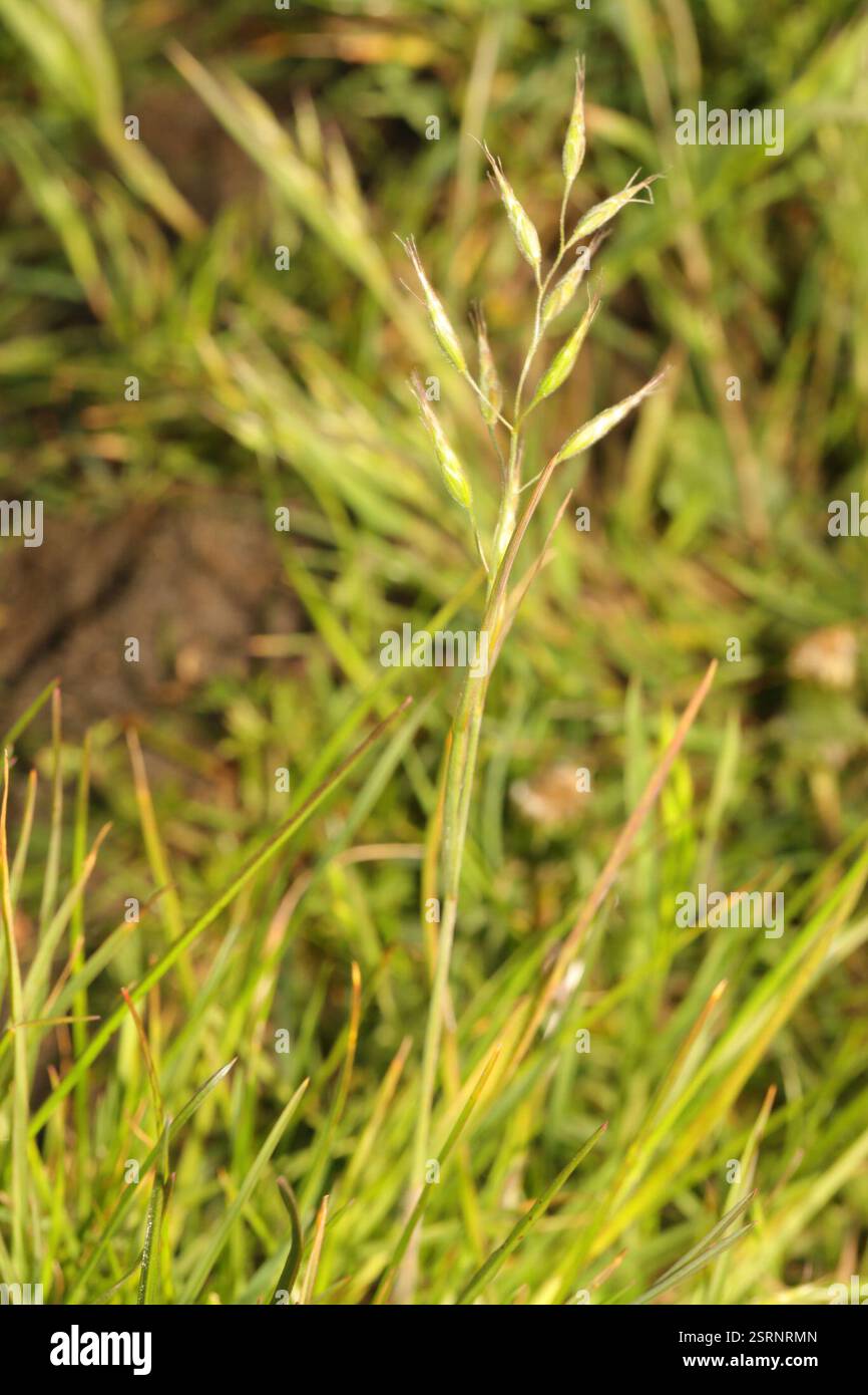 common soft brome (Bromus hordeaceus), Plantae, Penrhos Beach area ...
