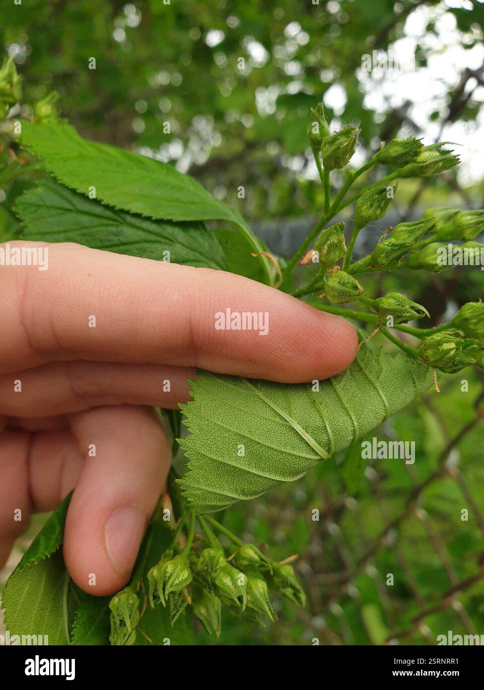 Large-thorn hawthorn (Crataegus macracantha), Plantae, Barnstown ...