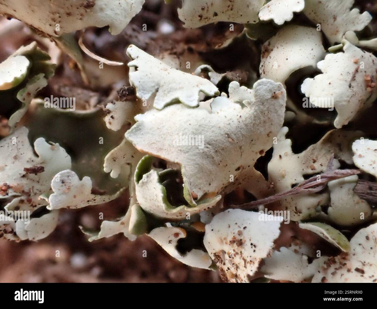 (Cladonia foliacea), Fungi, Route Cotiere de Safi, Ounagha, Marrakesh ...