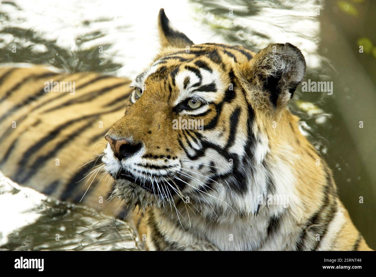 Tiger panthera tigris portrait in water, Ranthambore tiger reserve ...