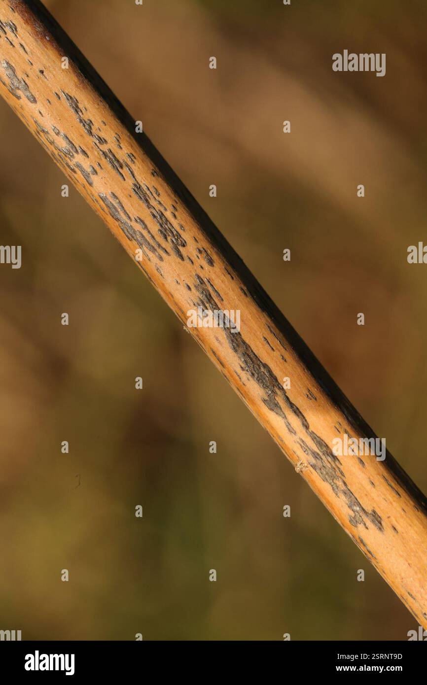 Bracken Map (Rhopographus filicinus), Fungi, Penrhos Beach area ...
