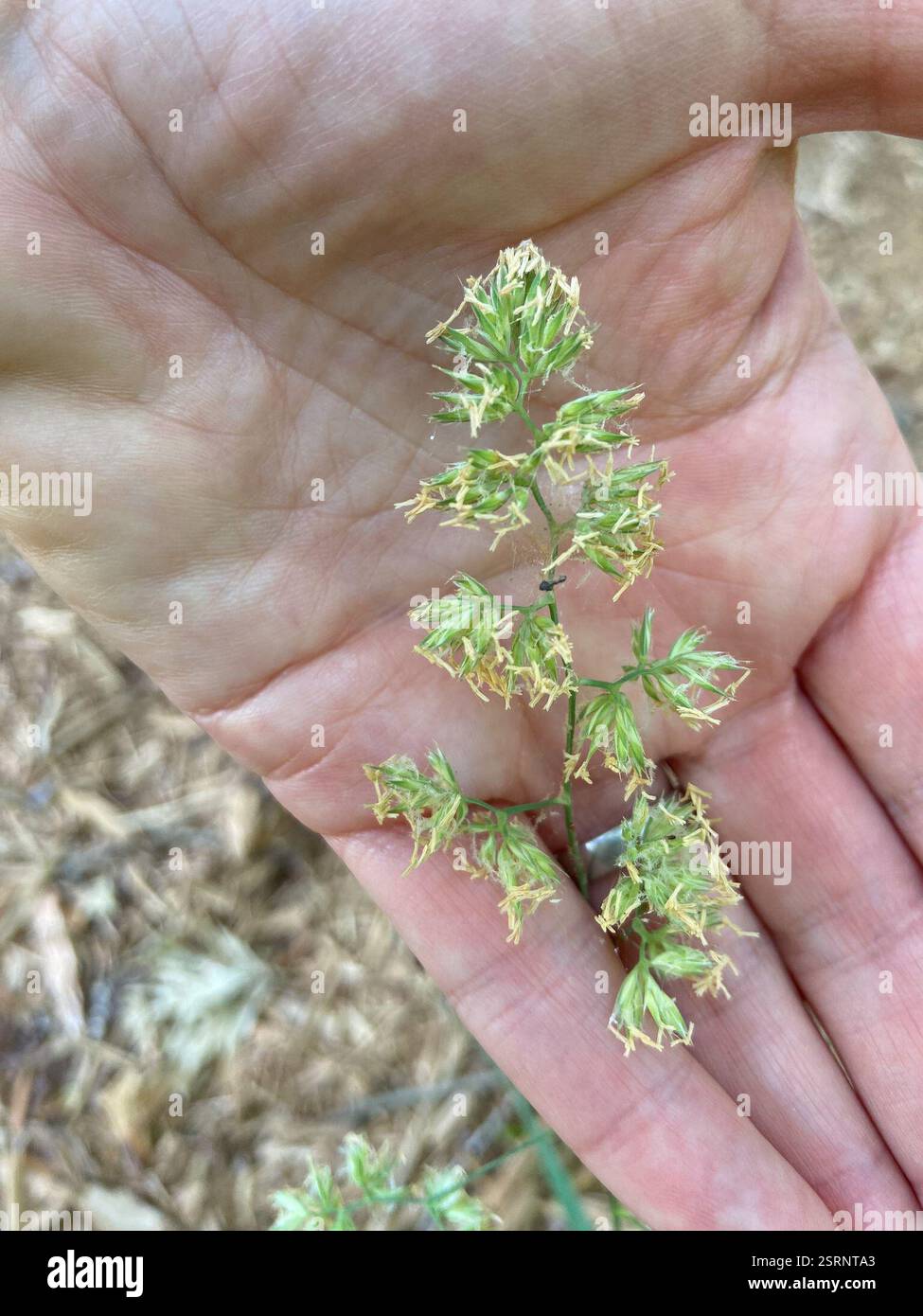 orchard grass (Dactylis glomerata), Plantae, Latta Park, Charlotte, NC ...