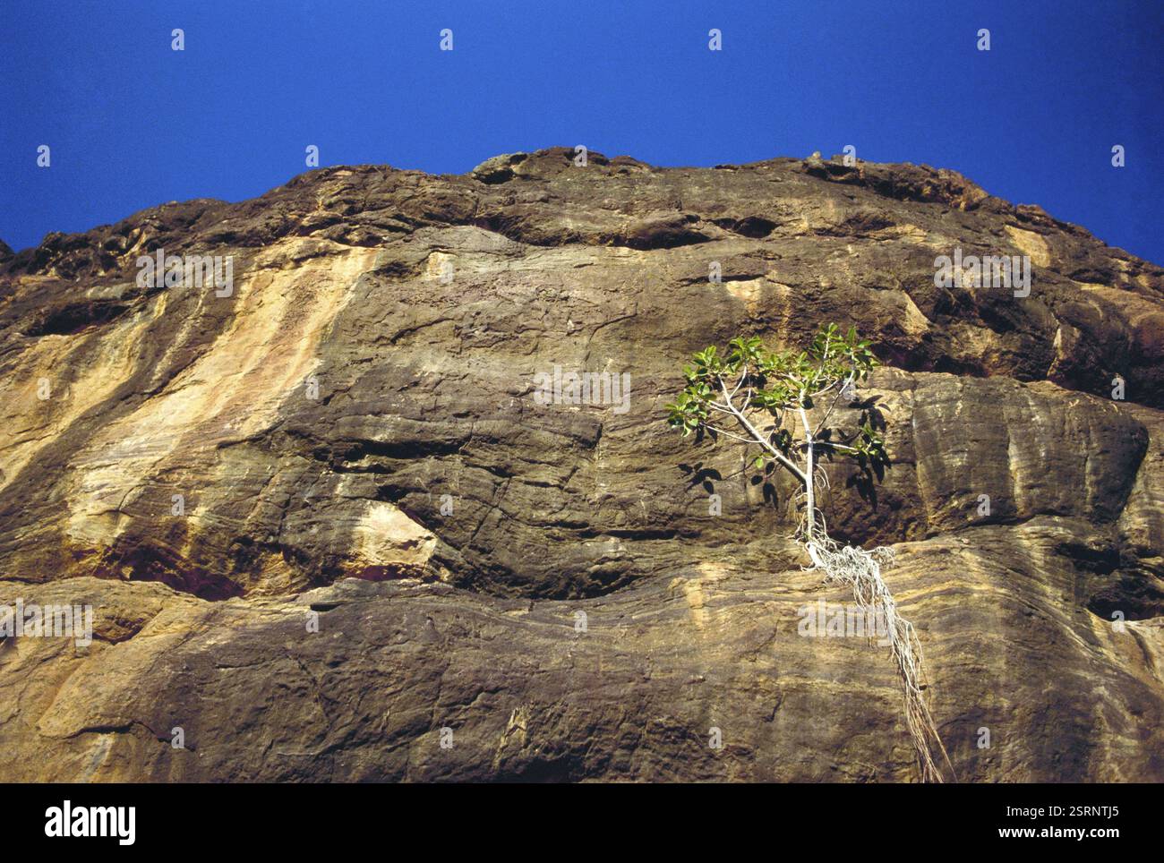Roots growing into rock hi-res stock photography and images - Alamy