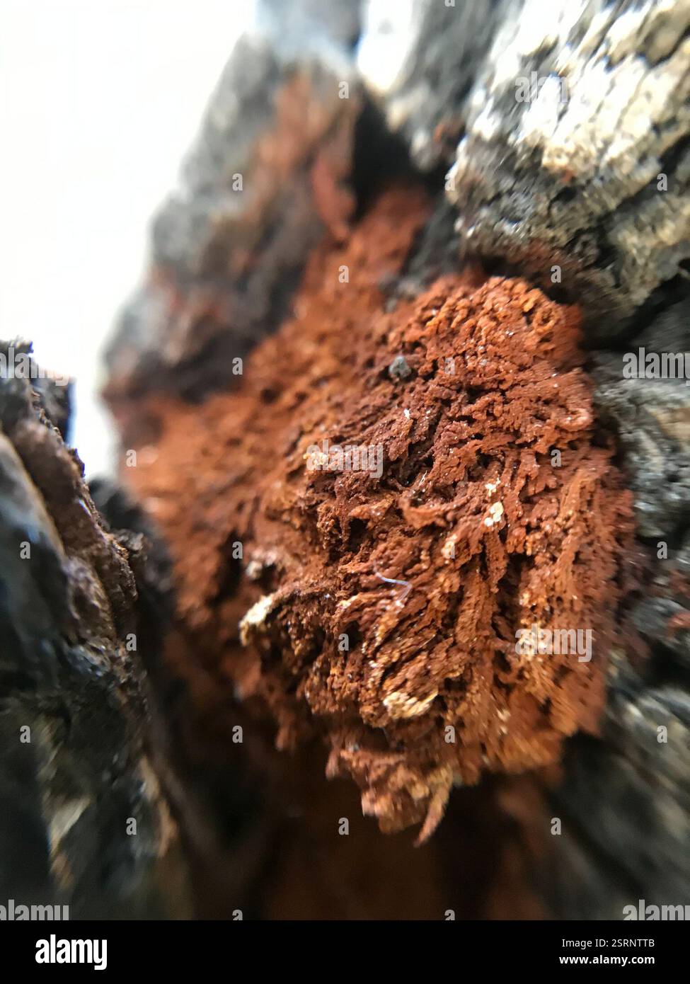 (Inonotus rickii), Fungi, Bulevar 27 de Febrero, Rosario, Santa Fe, AR ...