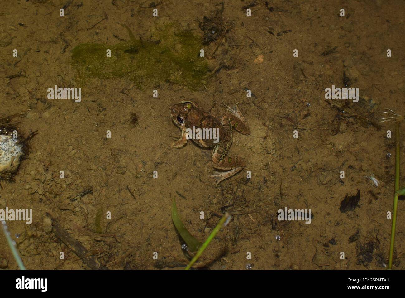 Hong Kong Rice-paddy Frog (Fejervarya multistriata), Amphibia ...