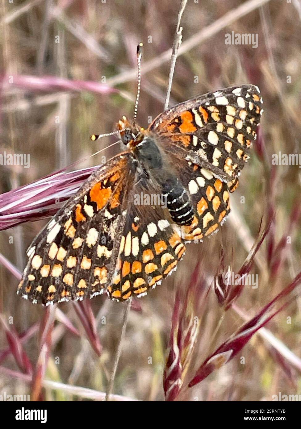 Gabb's Checkerspot (Chlosyne gabbii), Insecta, Toro County Park ...