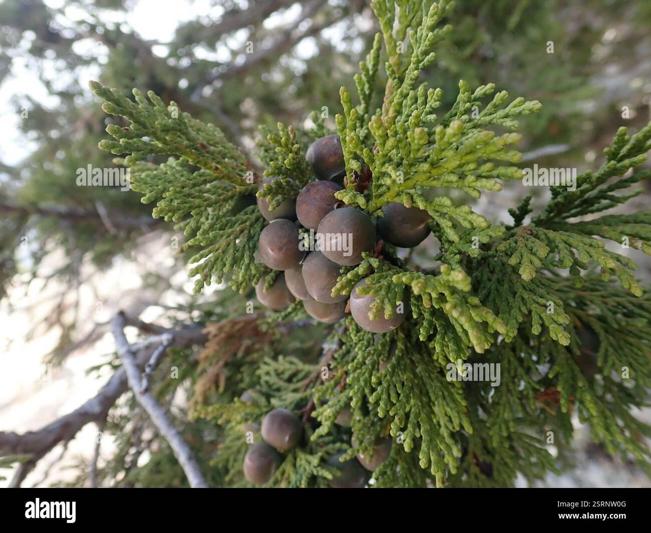 foetid juniper (Juniperus foetidissima), Plantae, Karaagac Mh., Fethiye ...