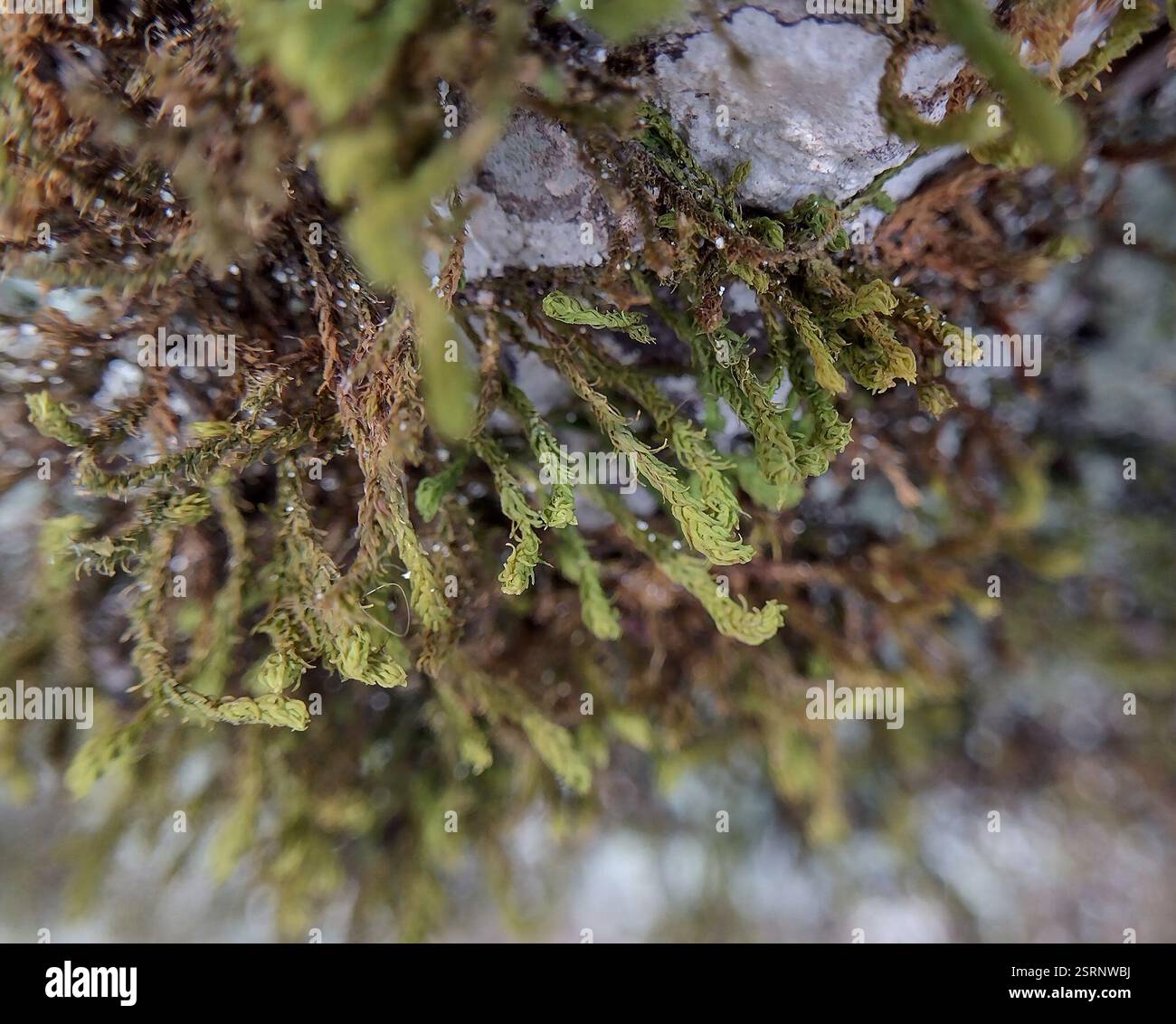 Rambling Tail-moss (Anomodon viticulosus), Plantae, Powiat krakowski ...