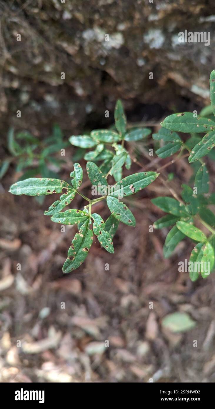 Sandfly Zieria (Zieria smithii), Plantae, Montville QLD 4560, Australia ...