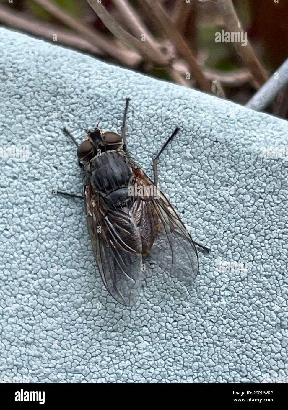 Bluebottle Flies (Calliphora), Insecta, Melbourne VIC, Australia Stock ...