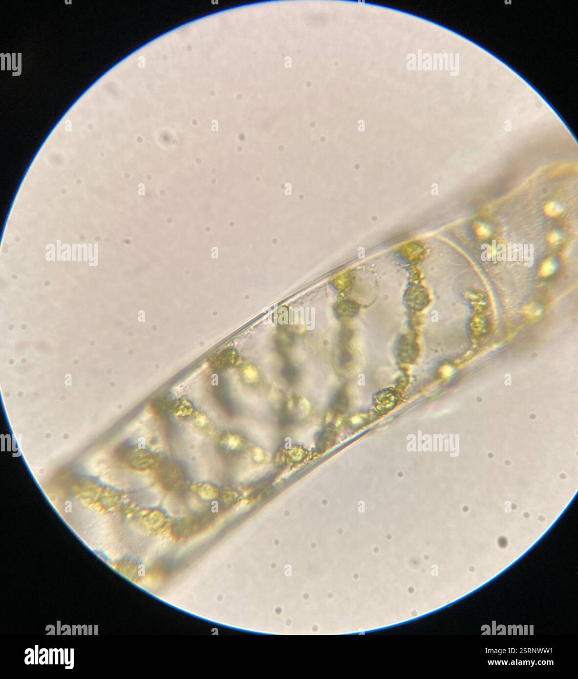 (Spirogyra), Plantae, Florida, US, canal sample of muck composed of mud ...