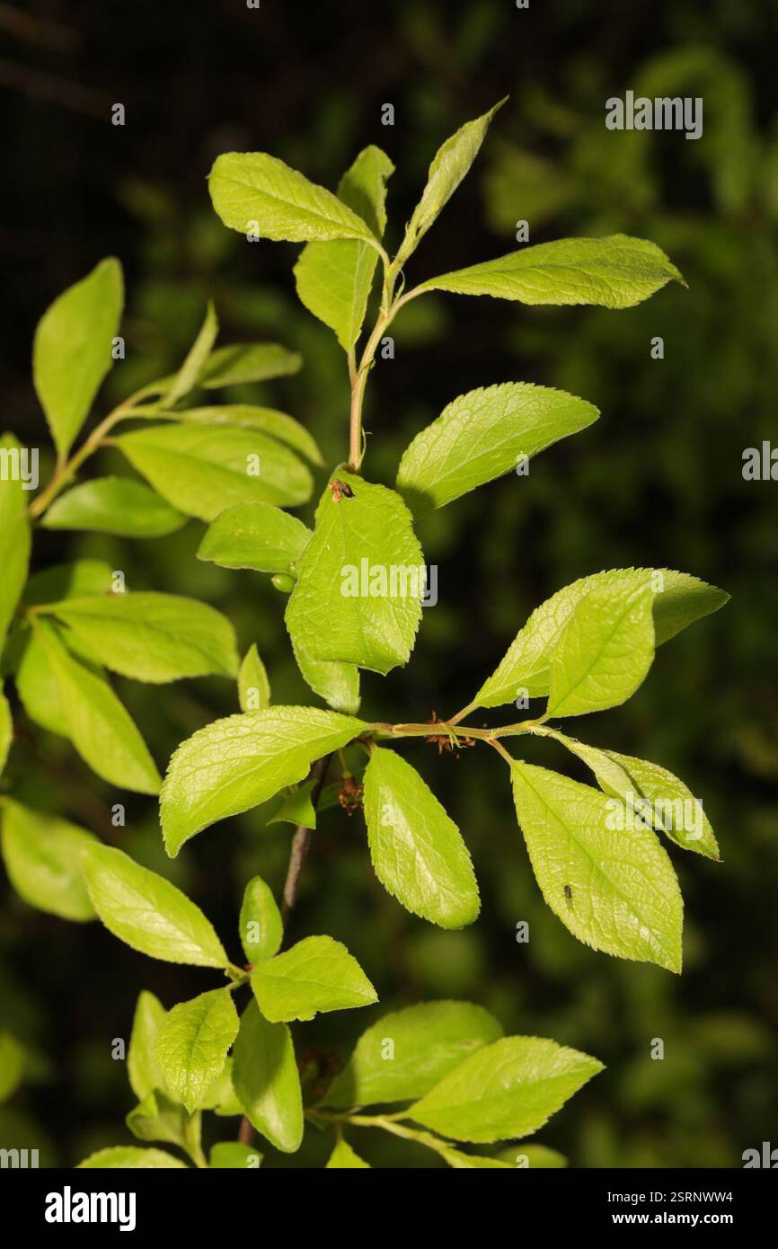 Blackthorn (Prunus spinosa), Plantae, Norton Priory, Tudor Road ...
