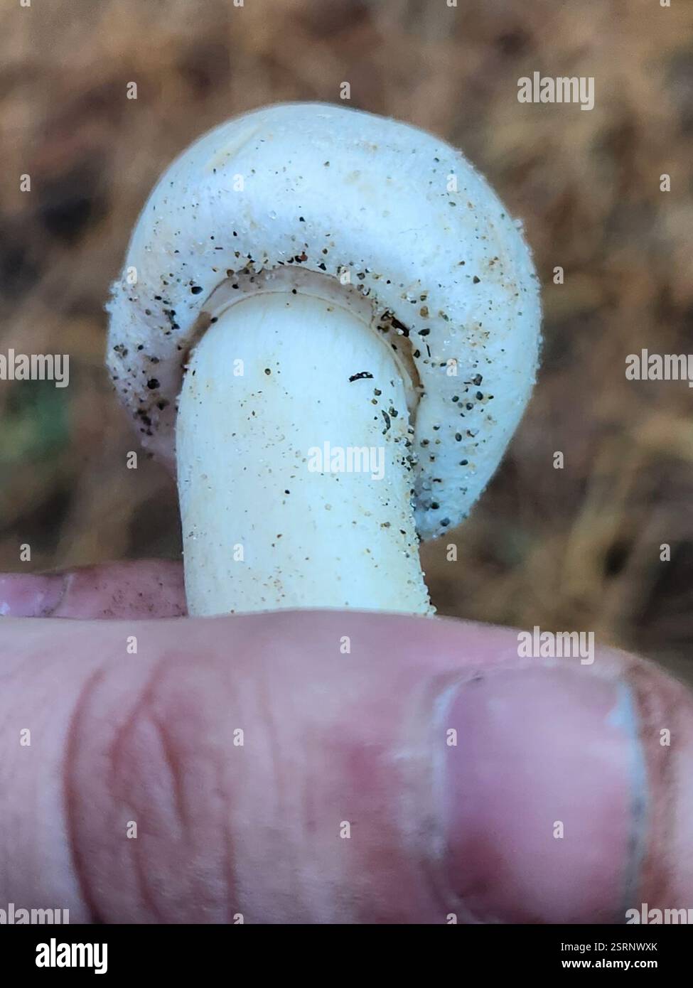 Common Gilled Mushrooms and Allies (Agaricales), Fungi, Leithfield ...