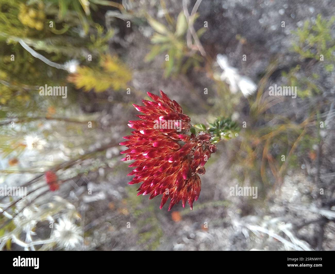 Blombushes (Metalasia), Plantae, Helderberg Rural, Sir Lowry's Pass ...