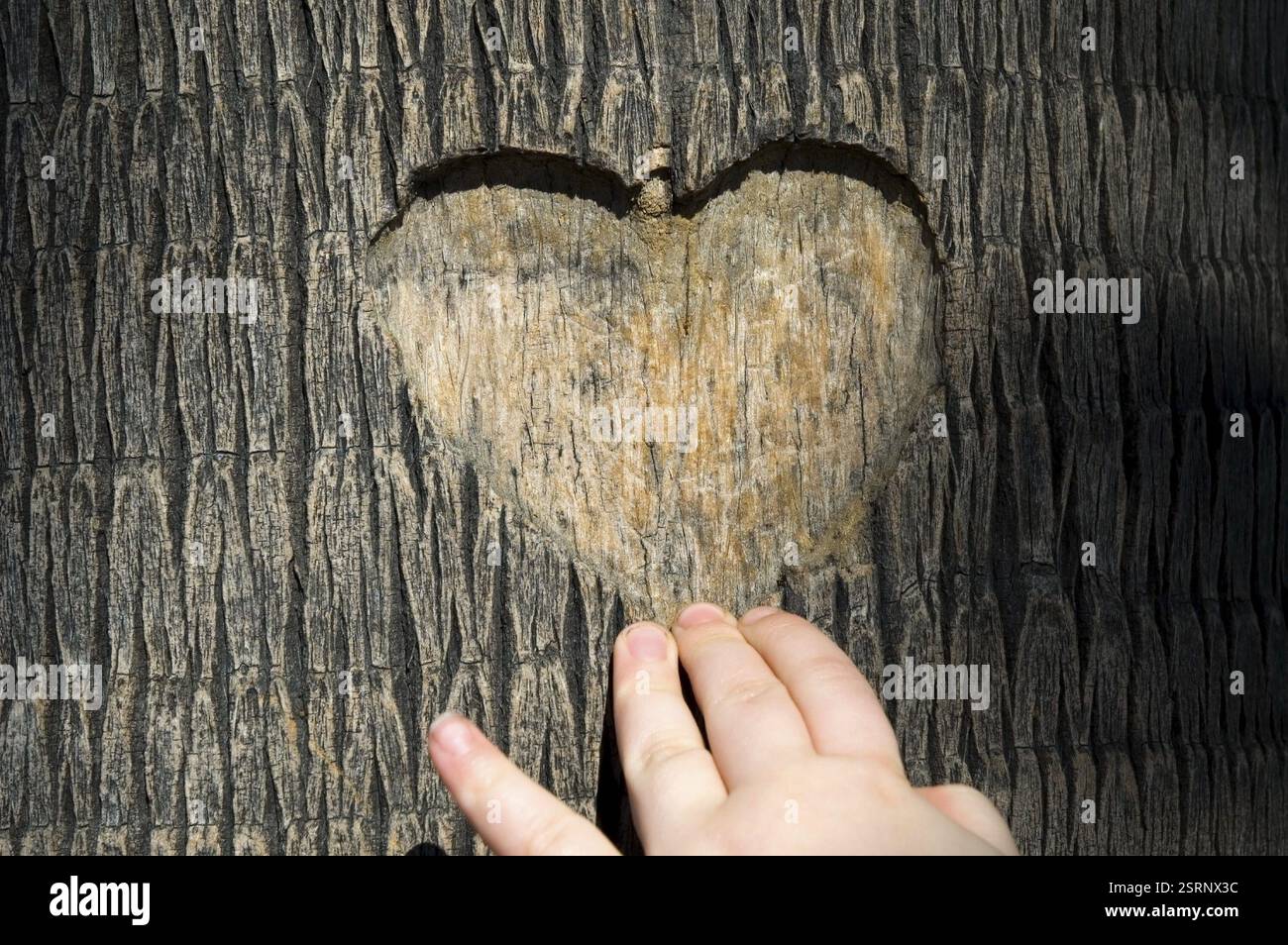 Carved hearts in tree hi-res stock photography and images - Alamy