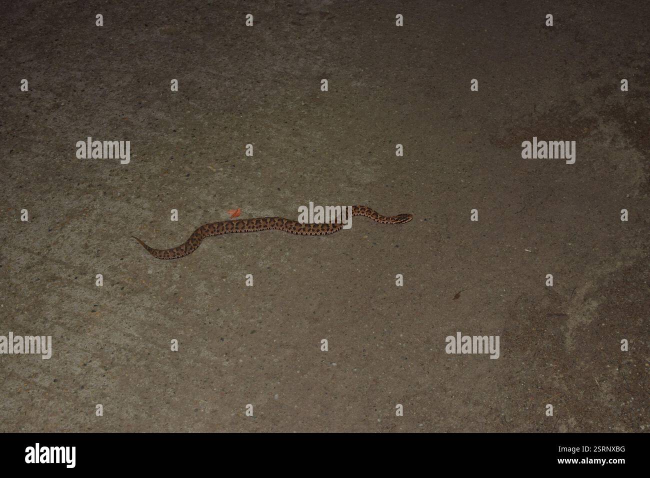 Short-tailed Mamushi (Gloydius brevicauda), Reptilia, 中国江西省上饶市婺源县 Stock ...