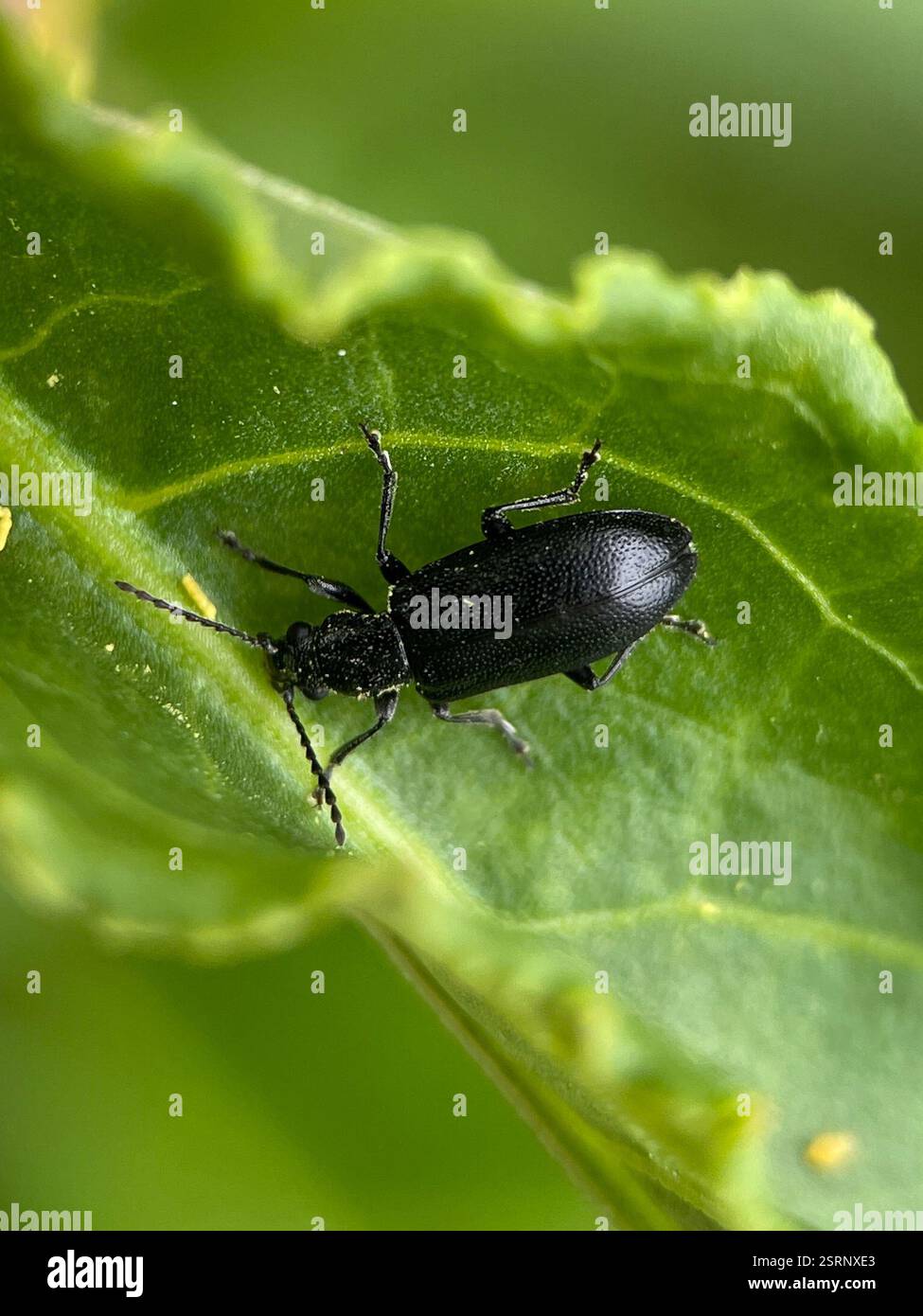 Cucujiform Beetles (Cucujiformia), Insecta, Wilder Ranch State Park ...