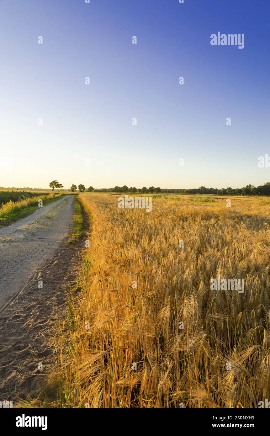 Sunrise glow in corn field hi-res stock photography and images - Alamy