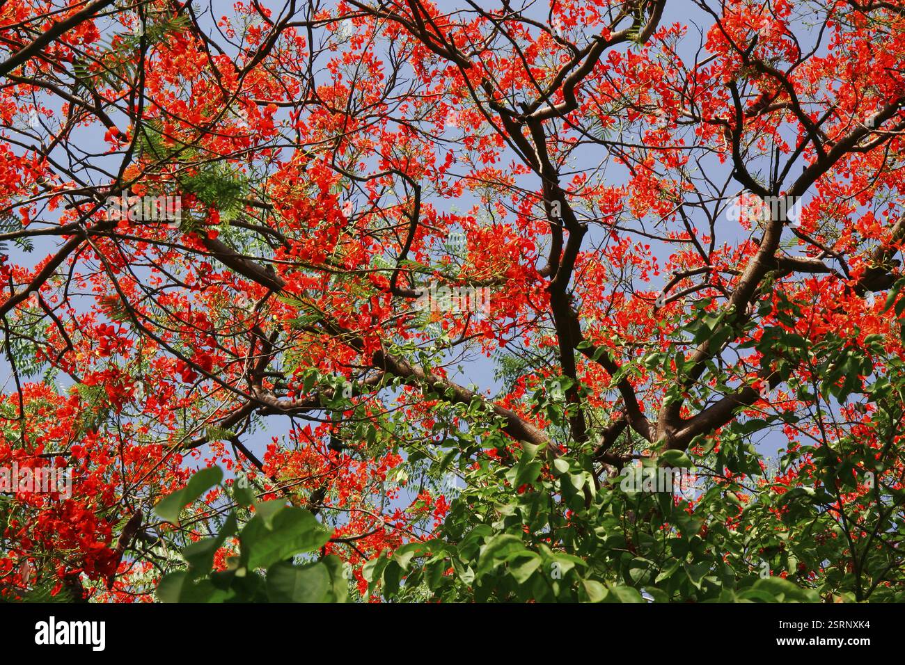 Summer flowering gulmohar gul mohur delonix regia, Pune, Maharashtra ...