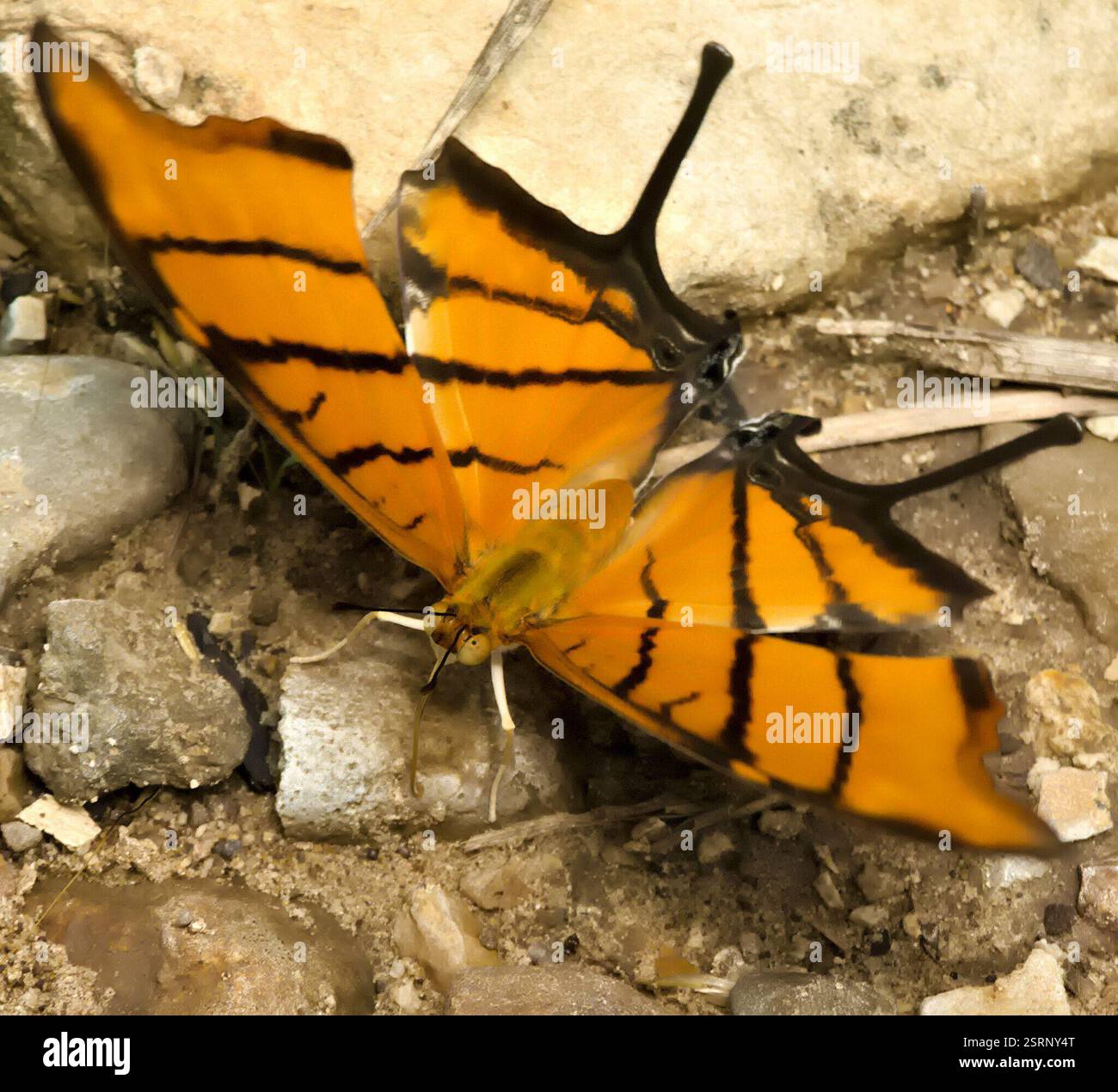 Ruddy Daggerwing (Marpesia petreus), Insecta, Anapoima, Cundinamarca ...