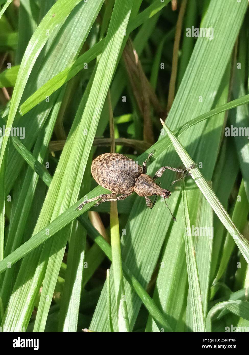 chequered weevil (Liophloeus tessulatus), Insecta, Longstanton ...