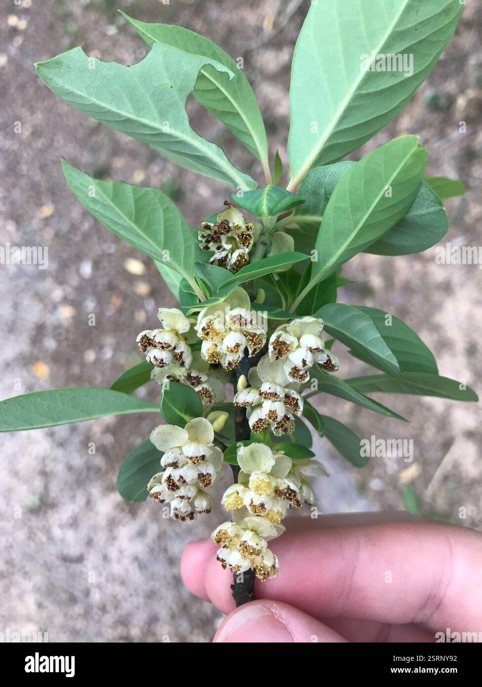 Mountain pepper (Litsea cubeba), Plantae, Satsumasendai, Kagoshima ...