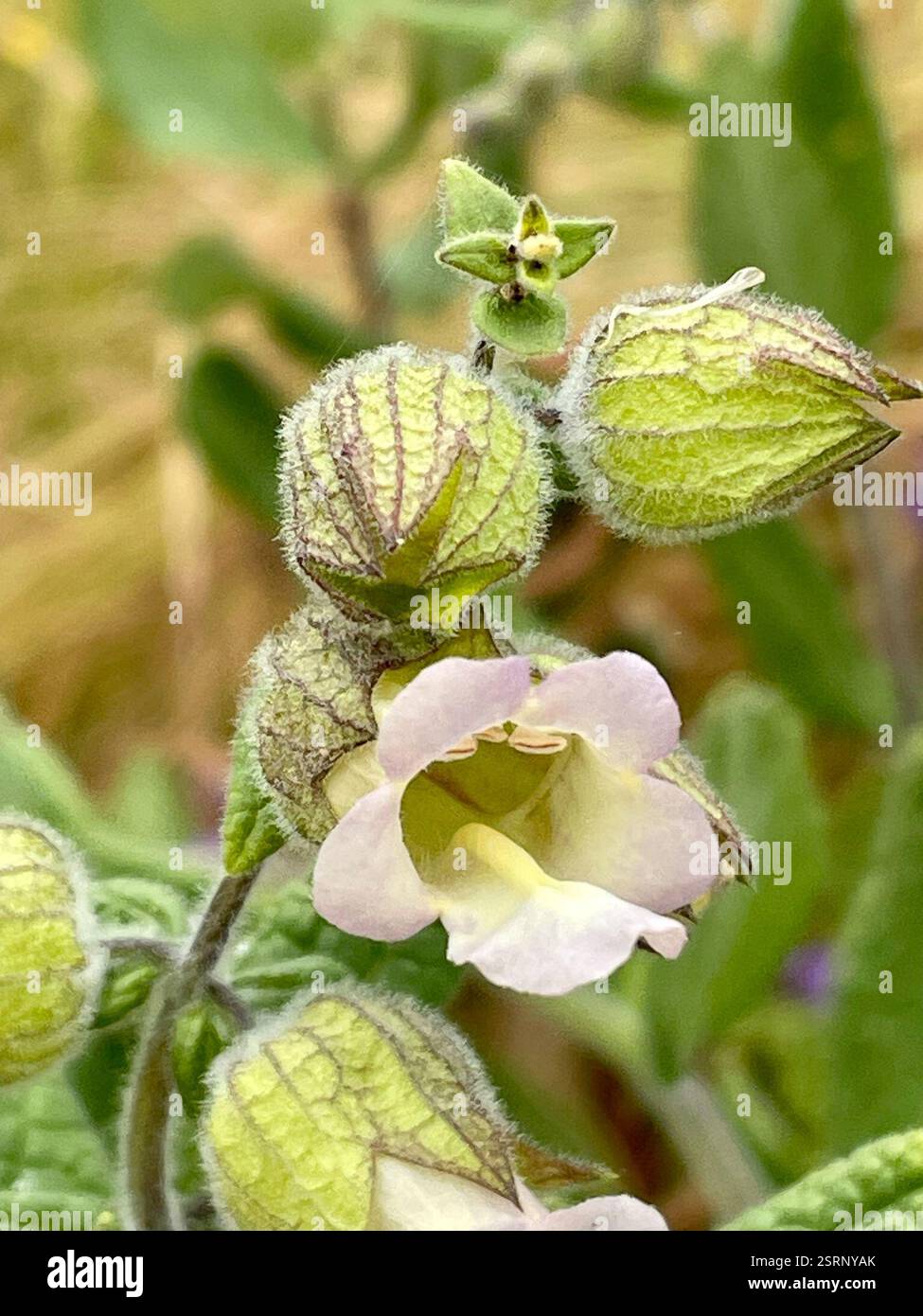 California Pitcher Sage (Lepechinia calycina), Plantae, Toro County ...