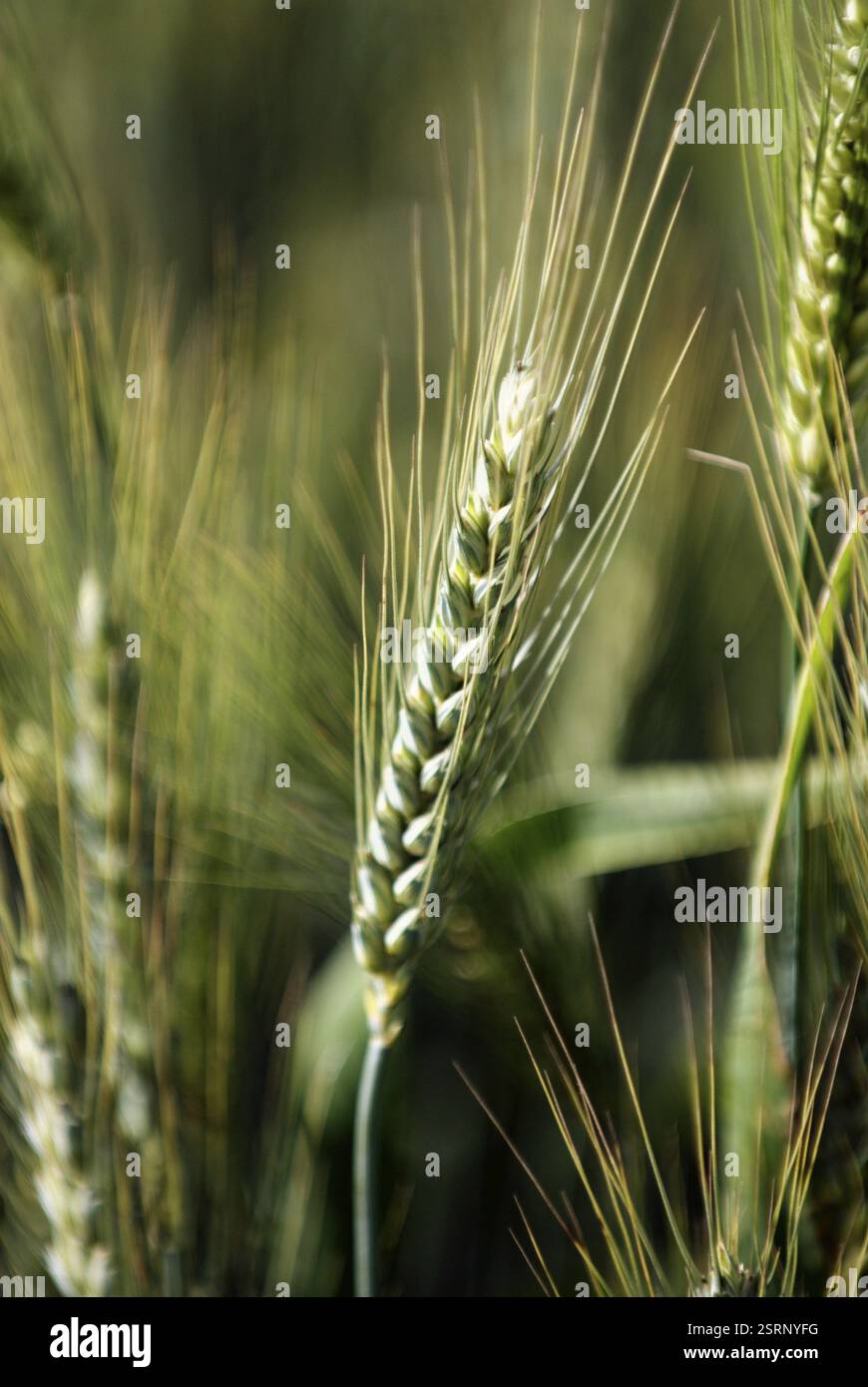 Wheat crop near Amritsar, Punjab, India, Asia Stock Photo - Alamy