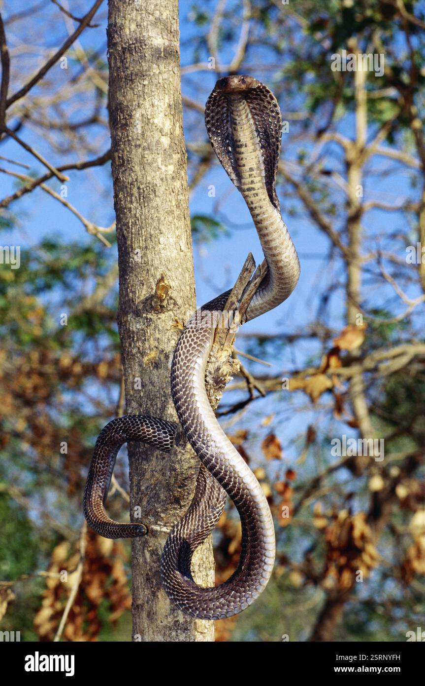 Reptiles, snake cobra naja naja on tree, Gir National Park, Gujarat ...