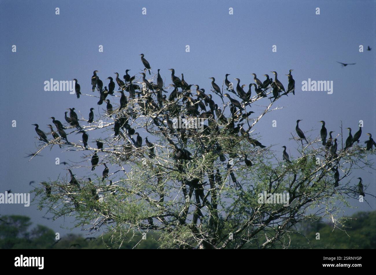 Phalacrocoracidae birds sitting on tree hi-res stock photography and ...