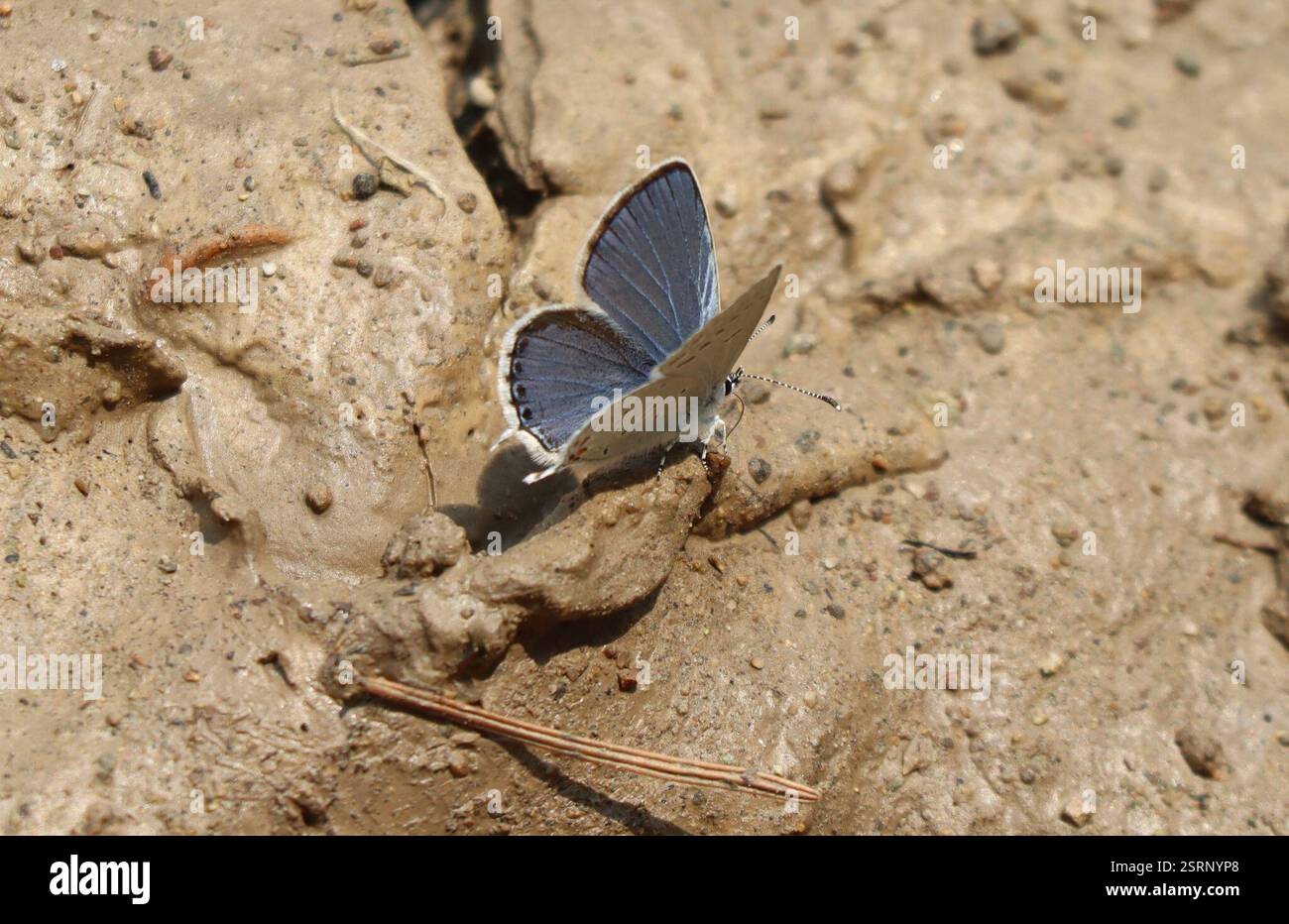 Western Tailed-Blue (Cupido amyntula), Insecta, Okanagan-Similkameen ...