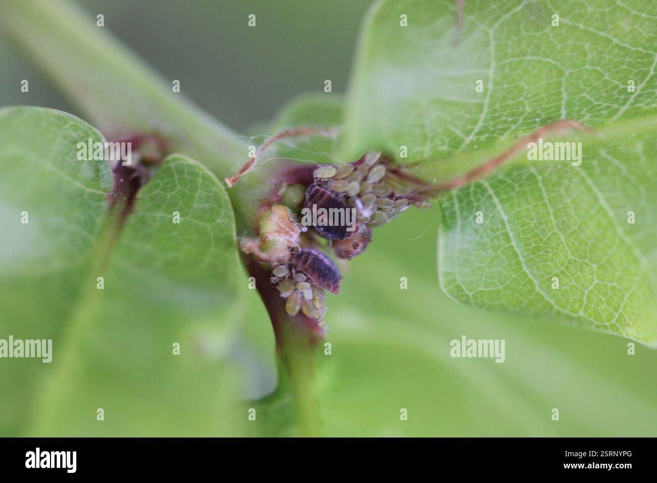 Common Oak Thelaxid (Thelaxes dryophila), Insecta, La Frette, France ...
