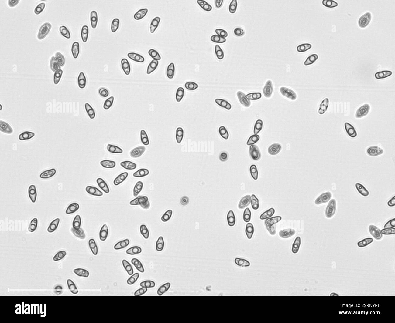 Fibercaps and Allies (Inocybaceae), Fungi, Nira Rock, Boston, MA, US, 1.5cm cap diameter White ...