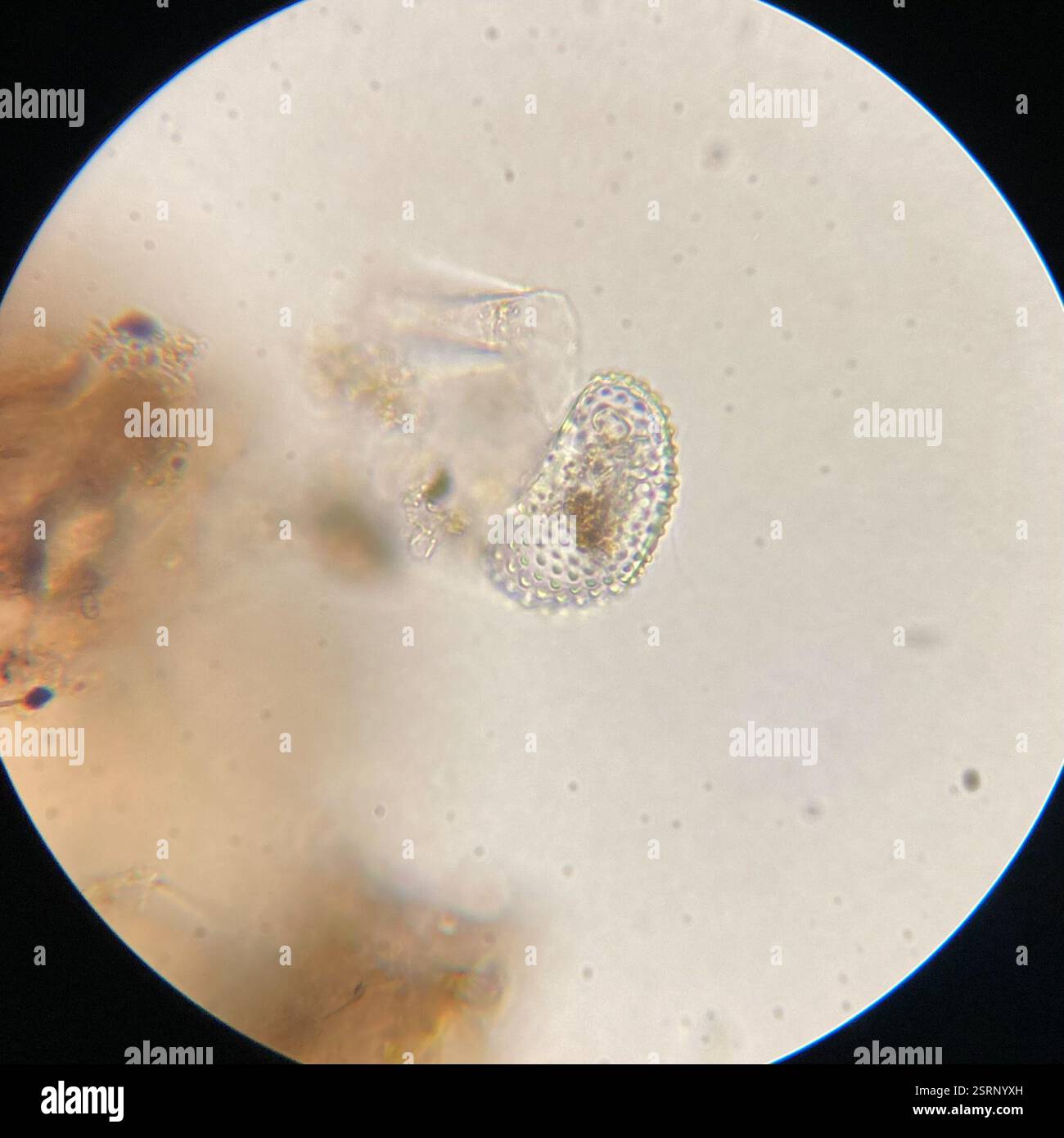 (Cosmarium), Plantae, Florida, US, canal sample of muck composed of mud ...
