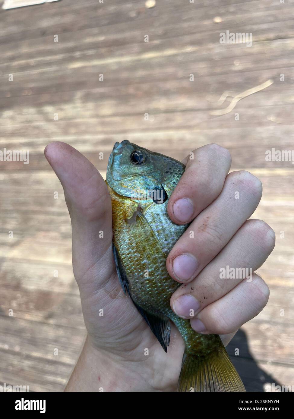 Bluegill (Lepomis macrochirus), Actinopterygii, Lewis Smith Lake, Logan ...