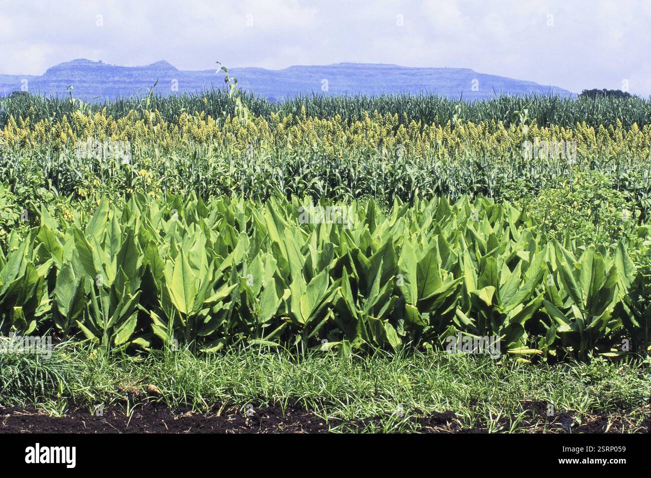 Jawar hi-res stock photography and images - Alamy